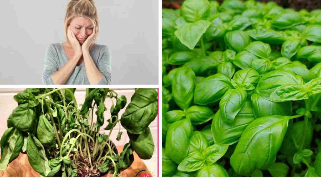 Basilico, lo hai comprato ieri ed è già appassito? Con questo trucco lo ...