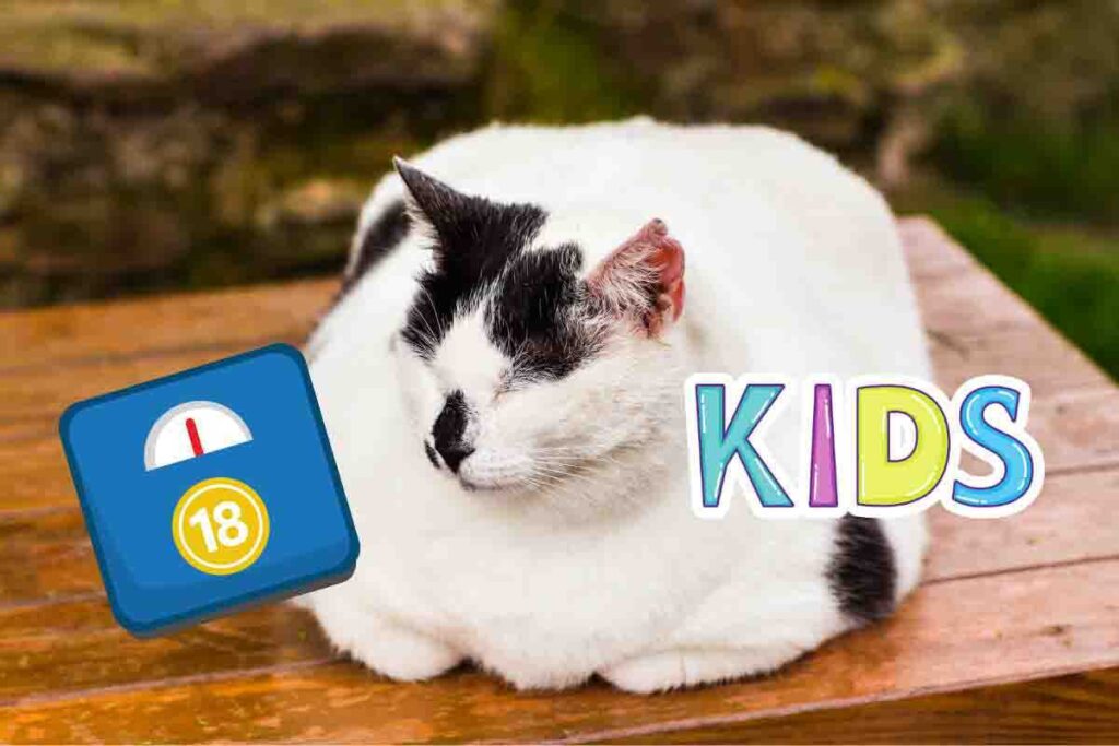 È questo il gatto più ciccione del mondo: pesa come un bambino - crmag.it